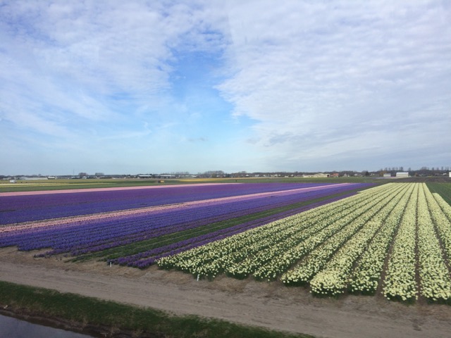 Primavera na Holanda: a delícia de pedalar pelos campos floridos ...